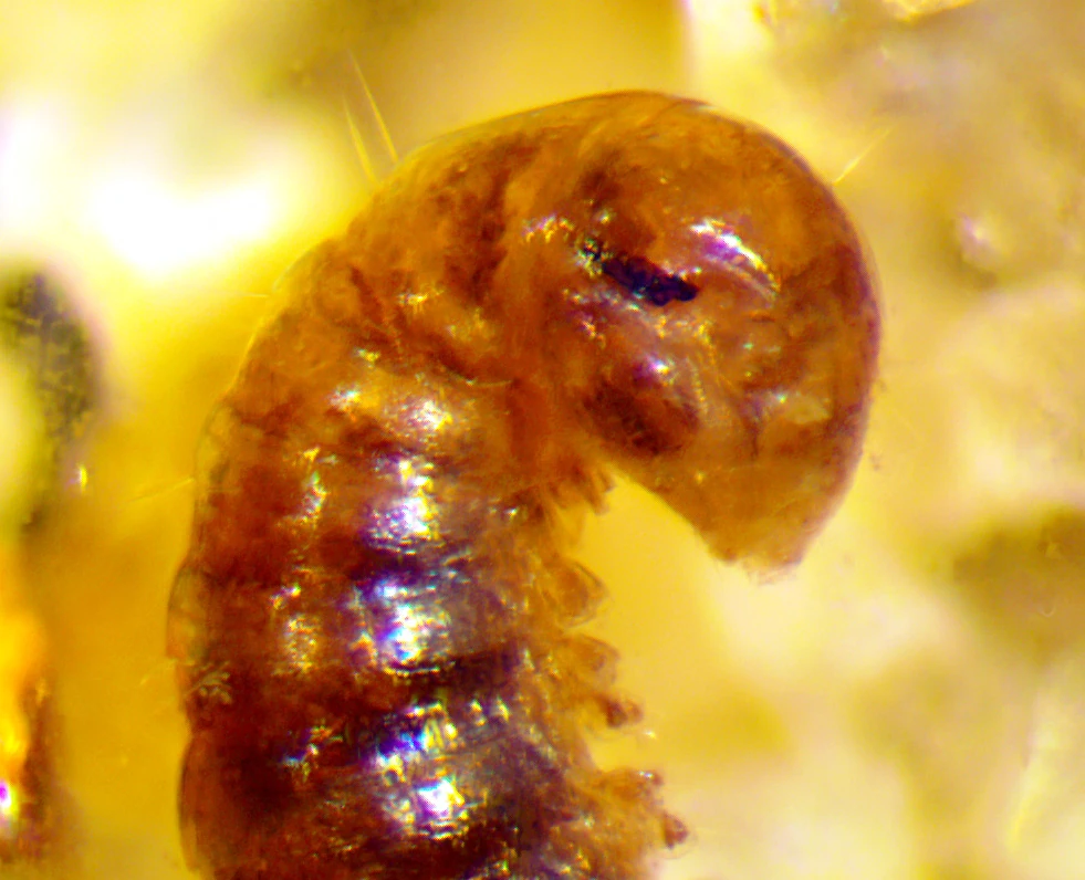 Proteroiulus fuscus | Arthropédie | Fandom