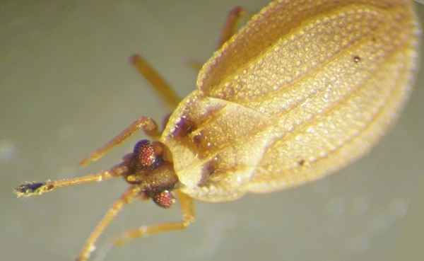 Acalypta | Arthropédie | Fandom