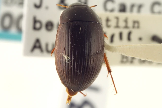 Hydrobius melaenus | Arthropédie | Fandom