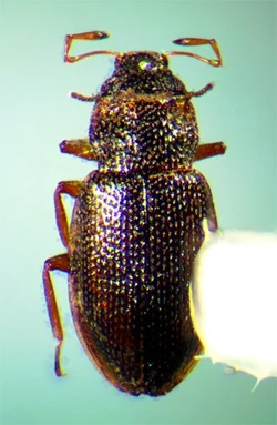 Hydraena | Arthropédie | Fandom