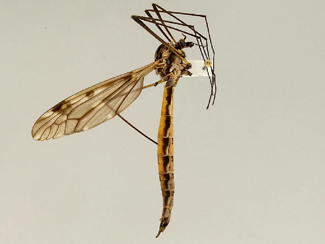 Tipula abdominalis | Arthropédie | Fandom
