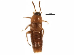 Oxypoda pseudolacustris | Arthropédie | Fandom