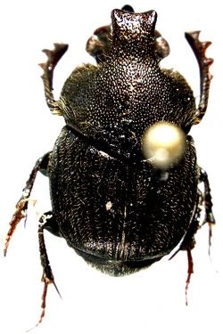 Scarabaeidae | Arthropédie | Fandom