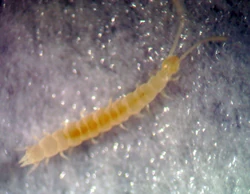 Symphyla | Arthropédie | Fandom