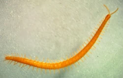 Chilopoda | Arthropédie | Fandom