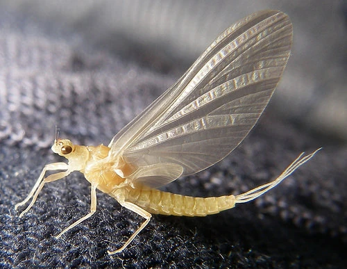 Ephemerella dorothea | Arthropédie | Fandom