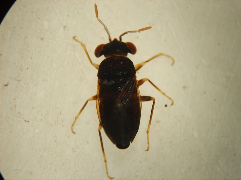 Hexapoda | Arthropédie | Fandom