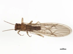 Nemouridae | Arthropédie | Fandom
