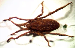 Troguloidea | Arthropédie | Fandom