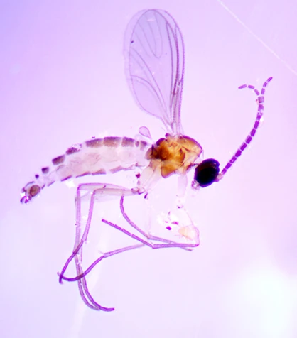 Nematocera | Arthropédie | Fandom