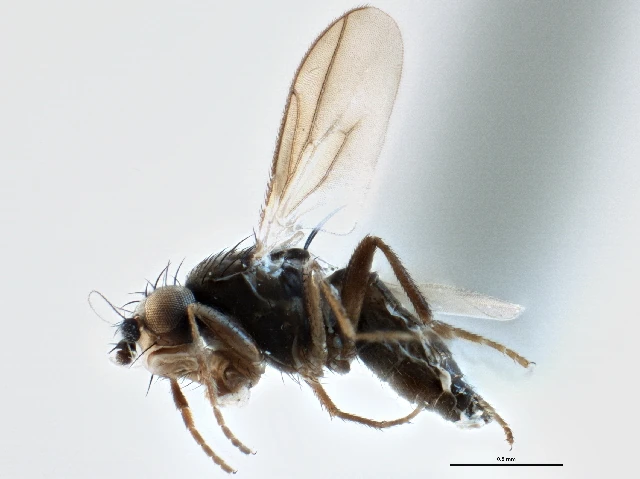 Catégorie:Sphaeroceridae | Arthropédie | Fandom