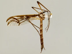 Pedicia albivitta | Arthropédie | Fandom