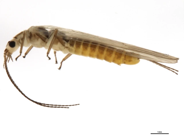 Isoperla frisoni | Arthropédie | Fandom