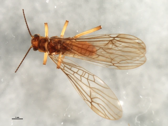 Plecoptera | Arthropédie | Fandom