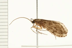 Parapsyche apicalis | Arthropédie | Fandom