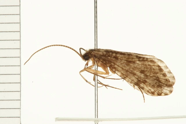Parapsyche apicalis | Arthropédie | Fandom