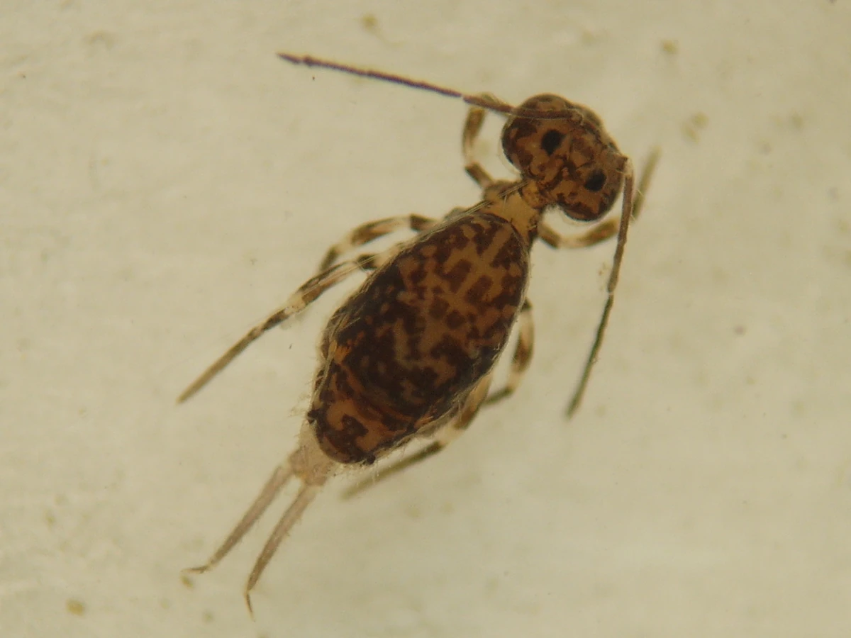 Collembola | Arthropédie | Fandom