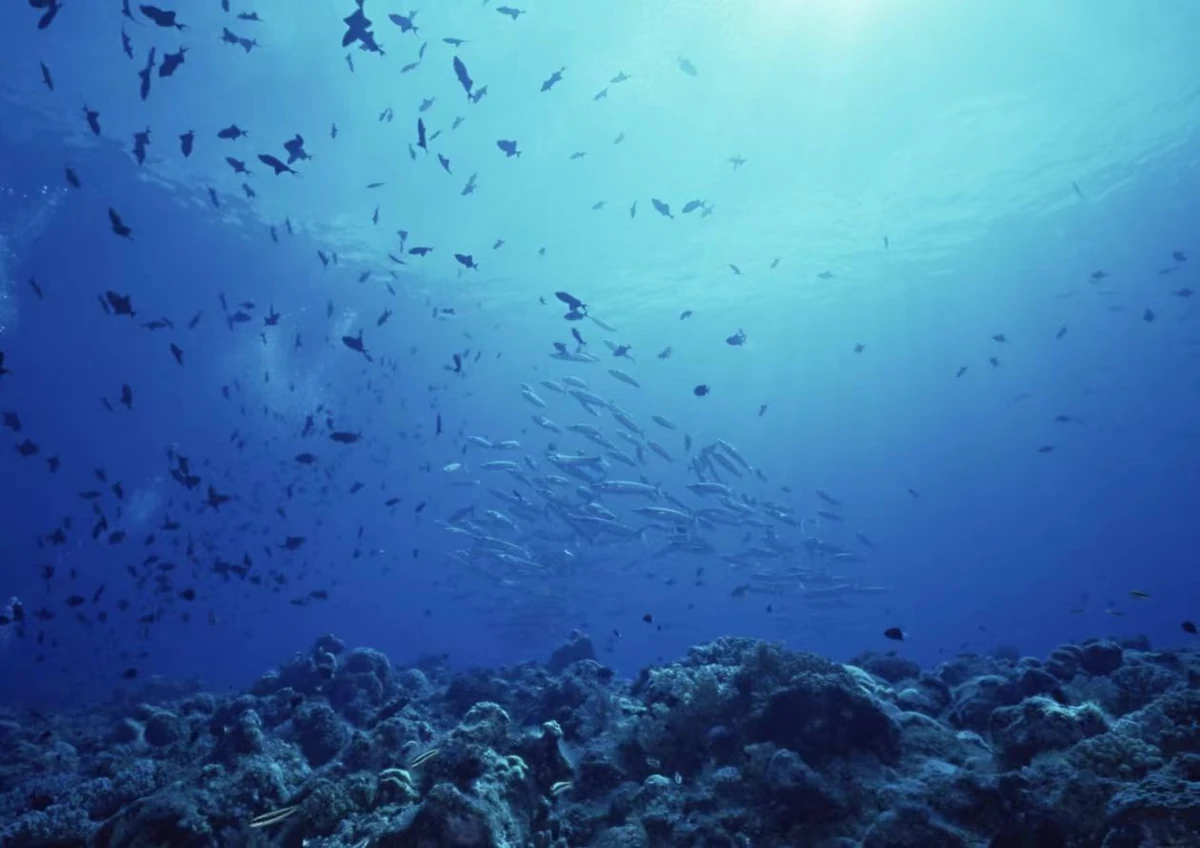 Ocean | Environmental protection Wiki | Fandom