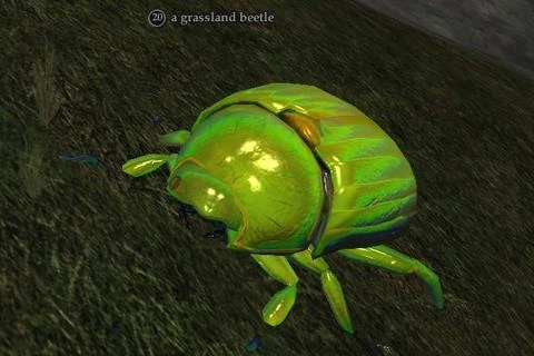A grassland beetle | EverQuest 2 Wiki | Fandom