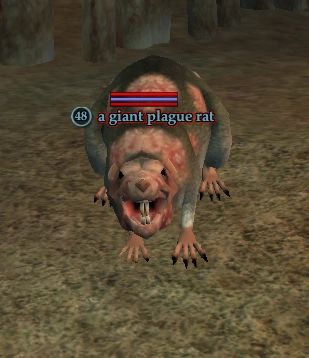 A giant plague rat | EverQuest 2 Wiki | Fandom