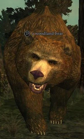 A woodland bear | EverQuest 2 Wiki | Fandom