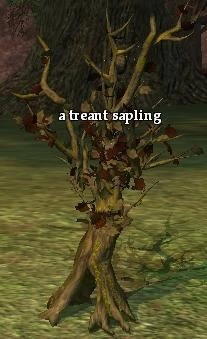 A treant sapling | EverQuest 2 Wiki | Fandom