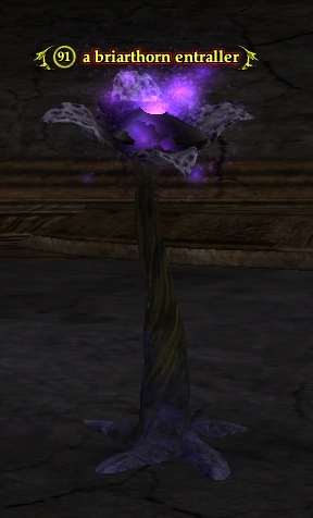 A briarthorn entraller | EverQuest 2 Wiki | Fandom
