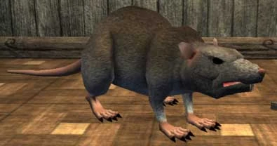 a scourge rat | EverQuest 2 Wiki | Fandom