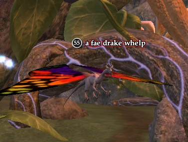 A fae drake whelp | EverQuest 2 Wiki | Fandom