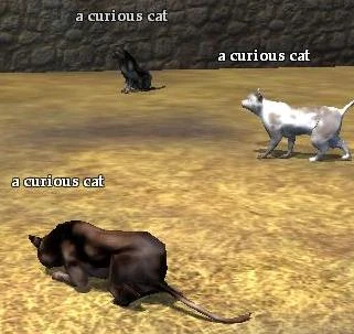 A curious cat | EverQuest 2 Wiki | Fandom