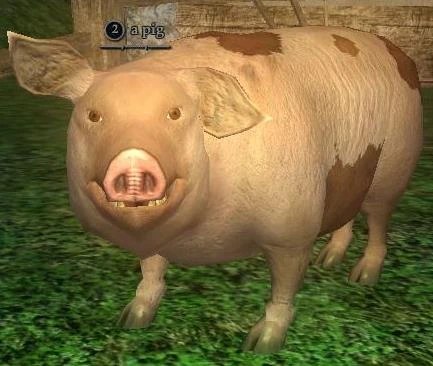 A pig (Antonica) | EverQuest 2 Wiki | Fandom