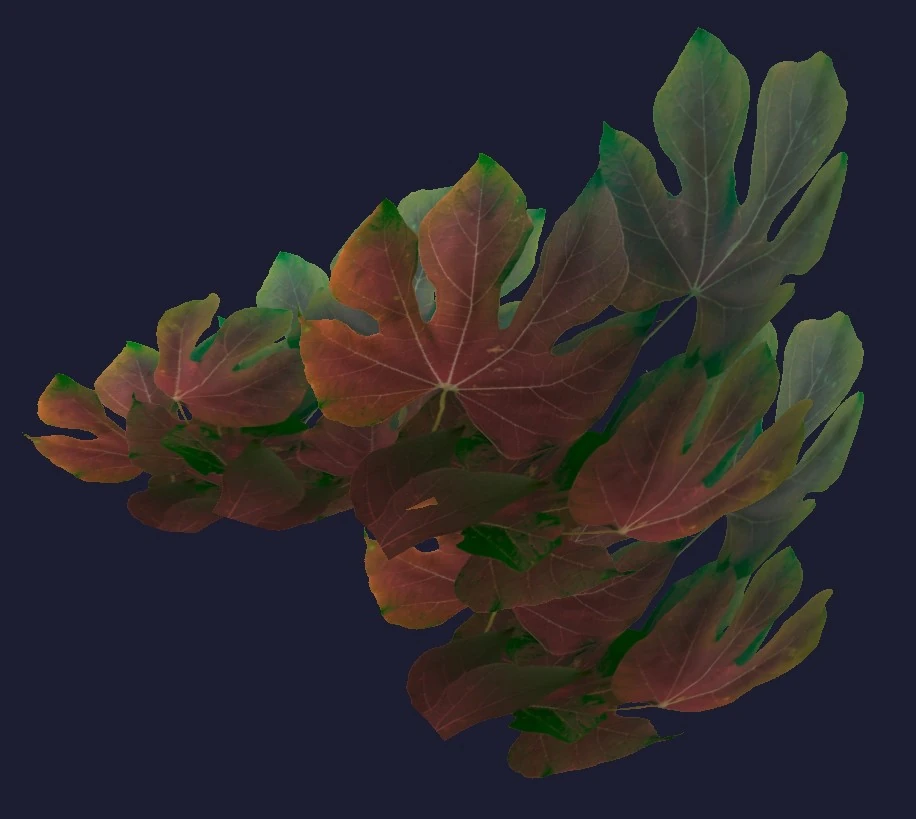Takish Fern Leaves | EverQuest 2 Wiki | Fandom