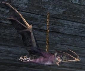 A chained bat | EverQuest 2 Wiki | Fandom