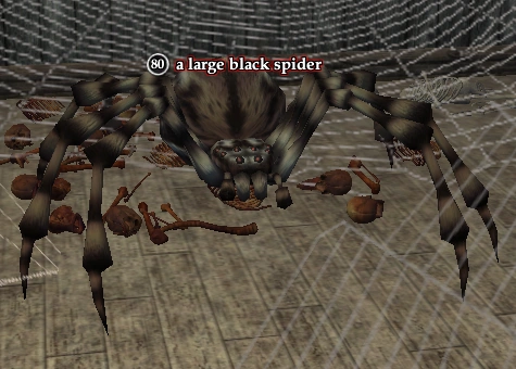A large black spider | EverQuest 2 Wiki | Fandom