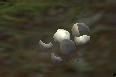 Jungle Offerings | EverQuest 2 Wiki | Fandom