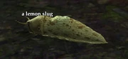 Slimy Yet Satisfying | EverQuest 2 Wiki | Fandom