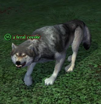 A feral coyote | EverQuest 2 Wiki | Fandom