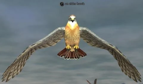 An elder hawk | EverQuest 2 Wiki | Fandom