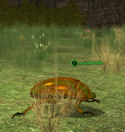 A sun beetle | EverQuest 2 Wiki | Fandom
