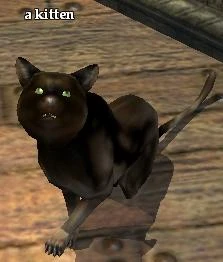 A kitten (NPC) | EverQuest 2 Wiki | Fandom