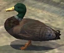A duck (CL) | EverQuest 2 Wiki | Fandom