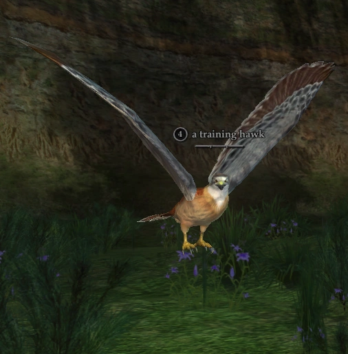 A training hawk | EverQuest 2 Wiki | Fandom