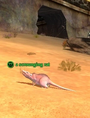 A scrounging rat | EverQuest 2 Wiki | Fandom
