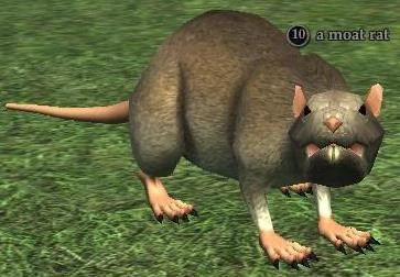 A moat rat | EverQuest 2 Wiki | Fandom