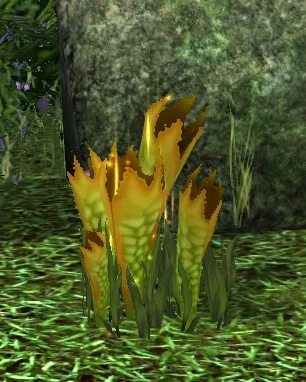 Unfriendly Forest | EverQuest 2 Wiki | Fandom