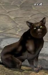 A cat | EverQuest 2 Wiki | Fandom