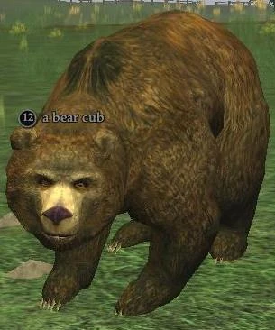 a bear cub | EverQuest 2 Wiki | Fandom