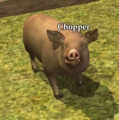 Chopper (Pig) | EQ2Classic Wiki | Fandom