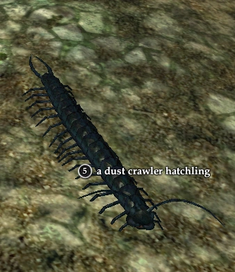 A dust crawler hatchling | EQ2Classic Wiki | Fandom