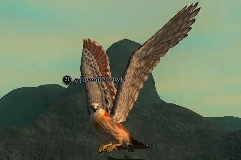 A juvenile hawk | EQ2Classic Wiki | Fandom